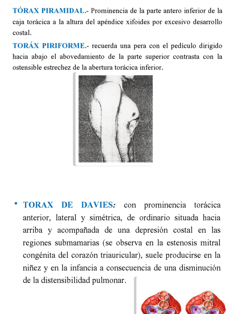 Semiologia | PDF | Tórax | Tórax (anatomía humana)
