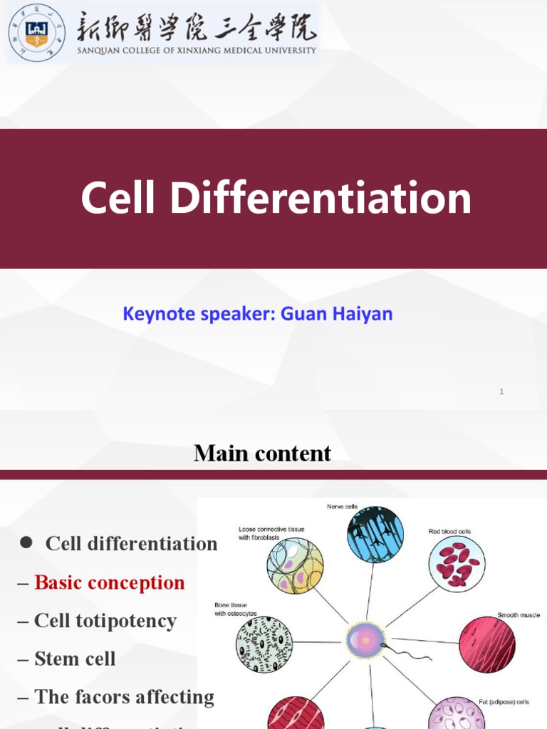 Cell Differentiation | PDF | Cell Potency | Cellular Differentiation