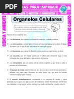 Diseño Curricular Sexto Grado BIOLOGIA. | PDF | Biología Celular ...