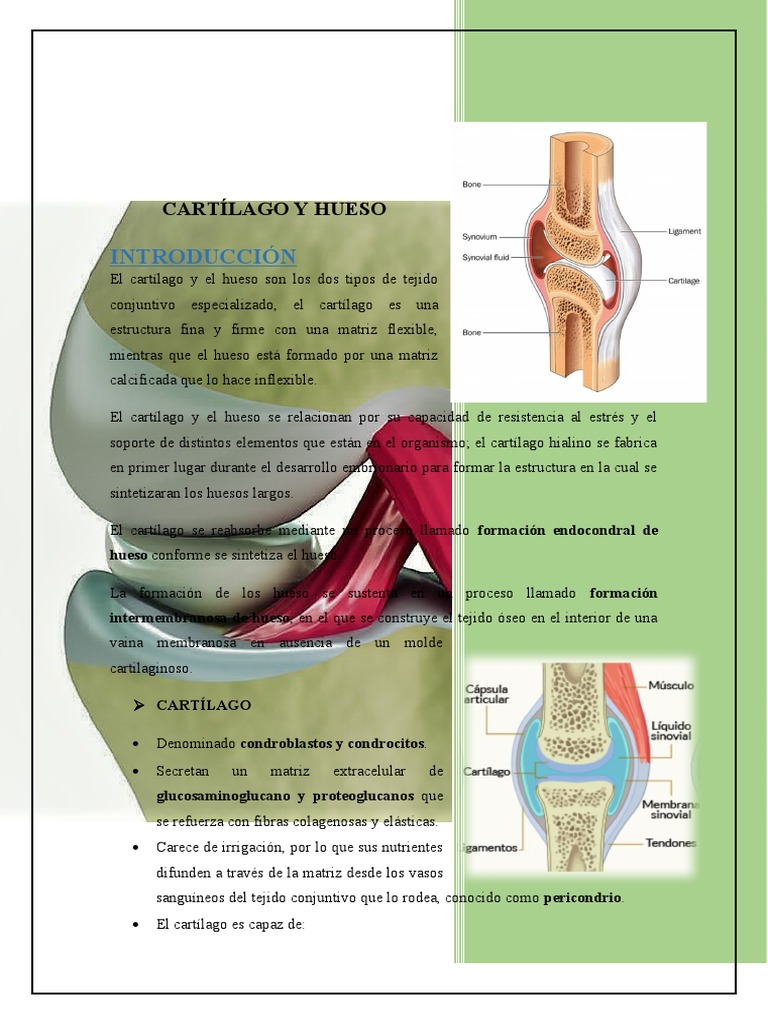 Cartílago y Hueso: Estructura y Formación | PDF | Articulación | Cartílago