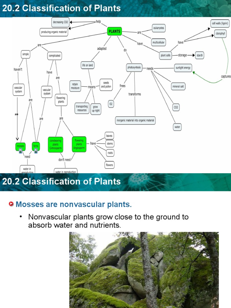 Classification of Plants | PDF