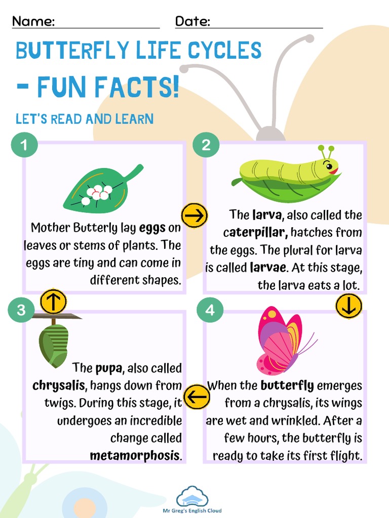 Life Cycles of Frogs and Butterflies | PDF | Pupa | Butterfly