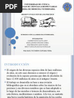 Técnica FAST y AFAST en Veterinaria - Todo Lo Que Debes Saber ...