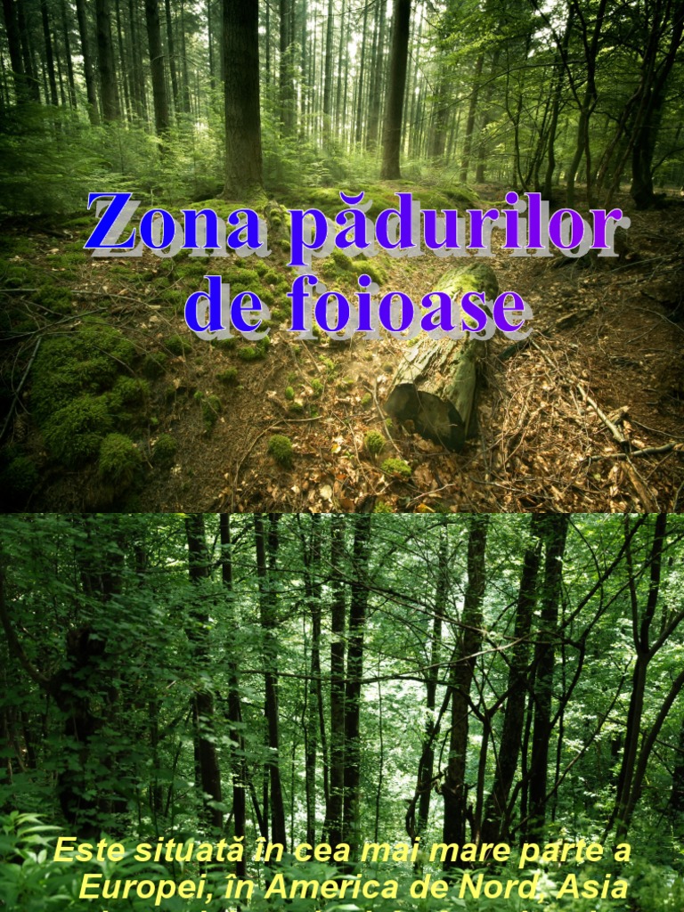 Zona Padurilor de Foioase