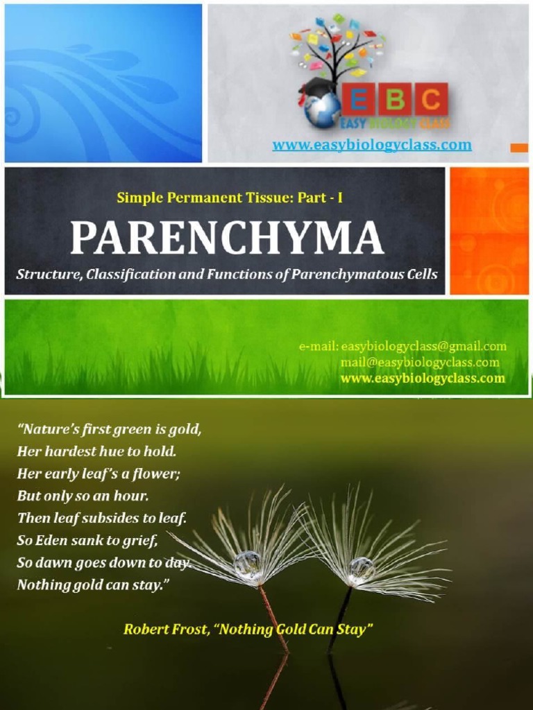 Parenchyma Structure and Classification PPT by Easybiologyclass | PDF