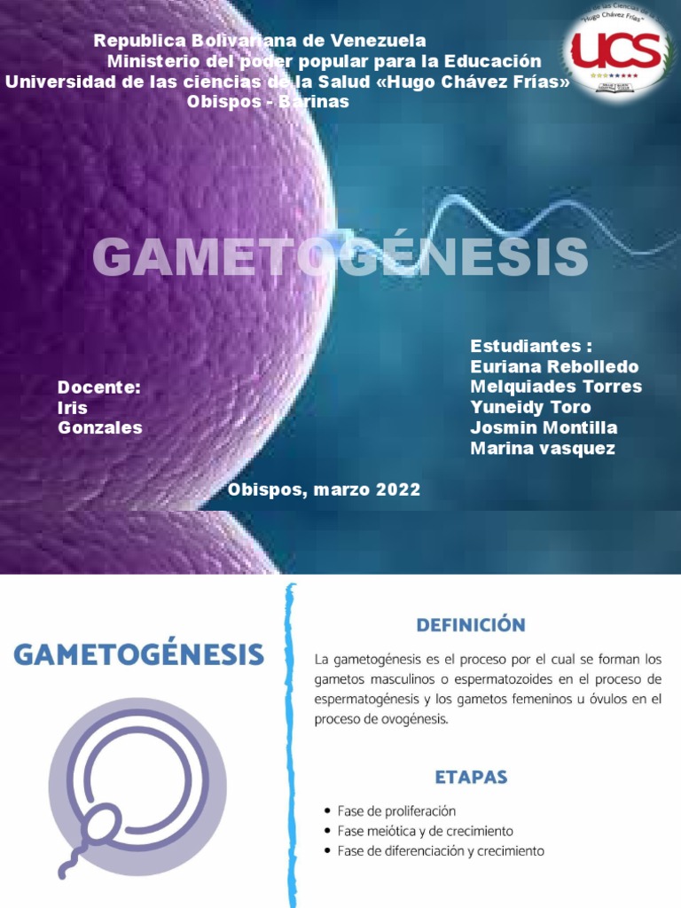 Gametogenesis | PDF | Anatomia animal | Sistema reproductivo