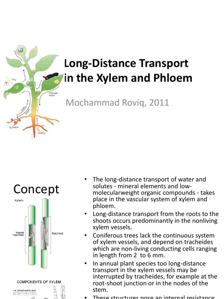 Xylem and Phloem: Long-Distance Transport | PDF | Root | Plant Nutrition