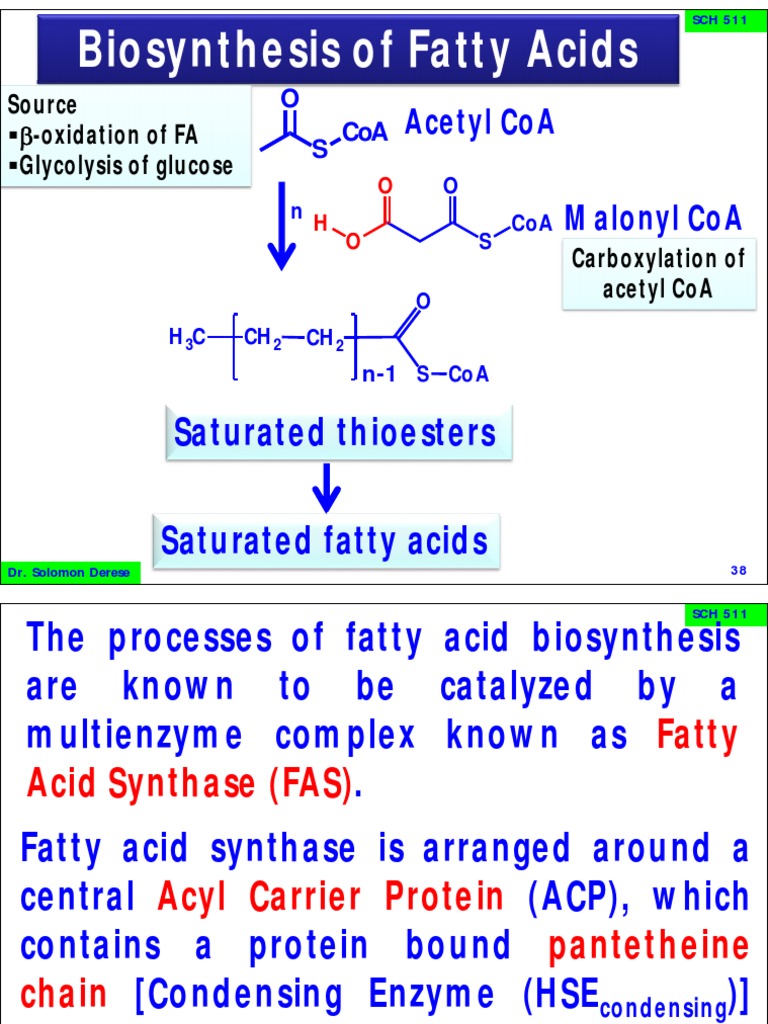 Fatty Acid Biosynthesis Overview | PDF | Fatty Acid | Fat