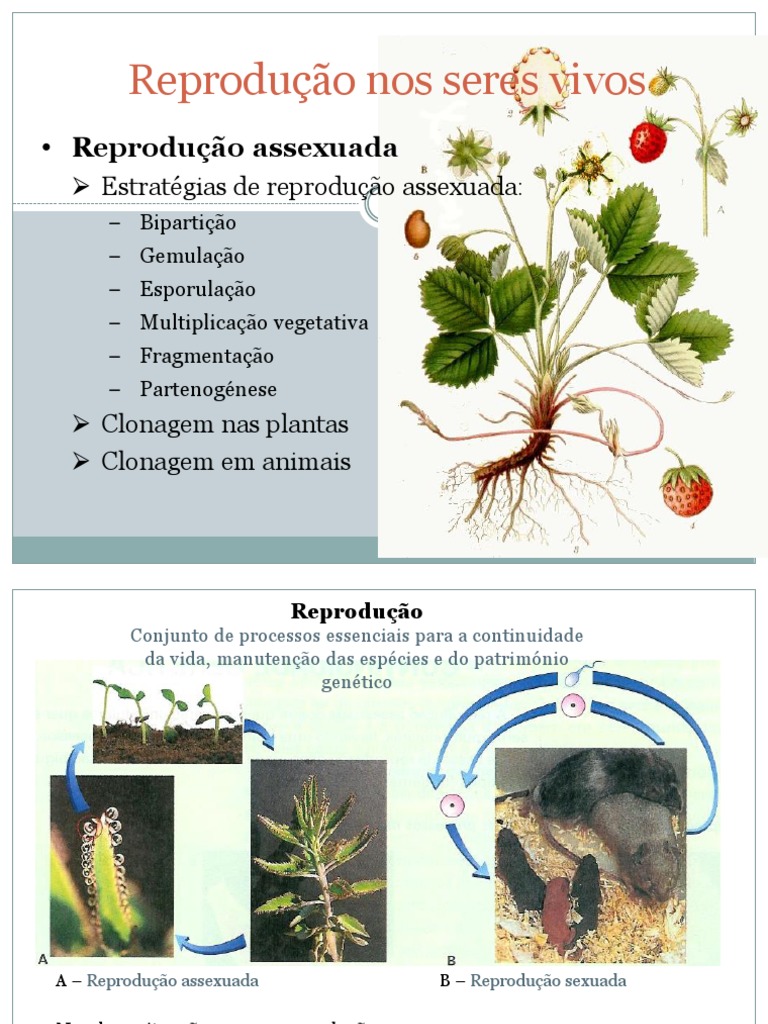 6.1. Reproducao Nos Seres Vivos - Rep Assexuada | PDF | Clonagem ...