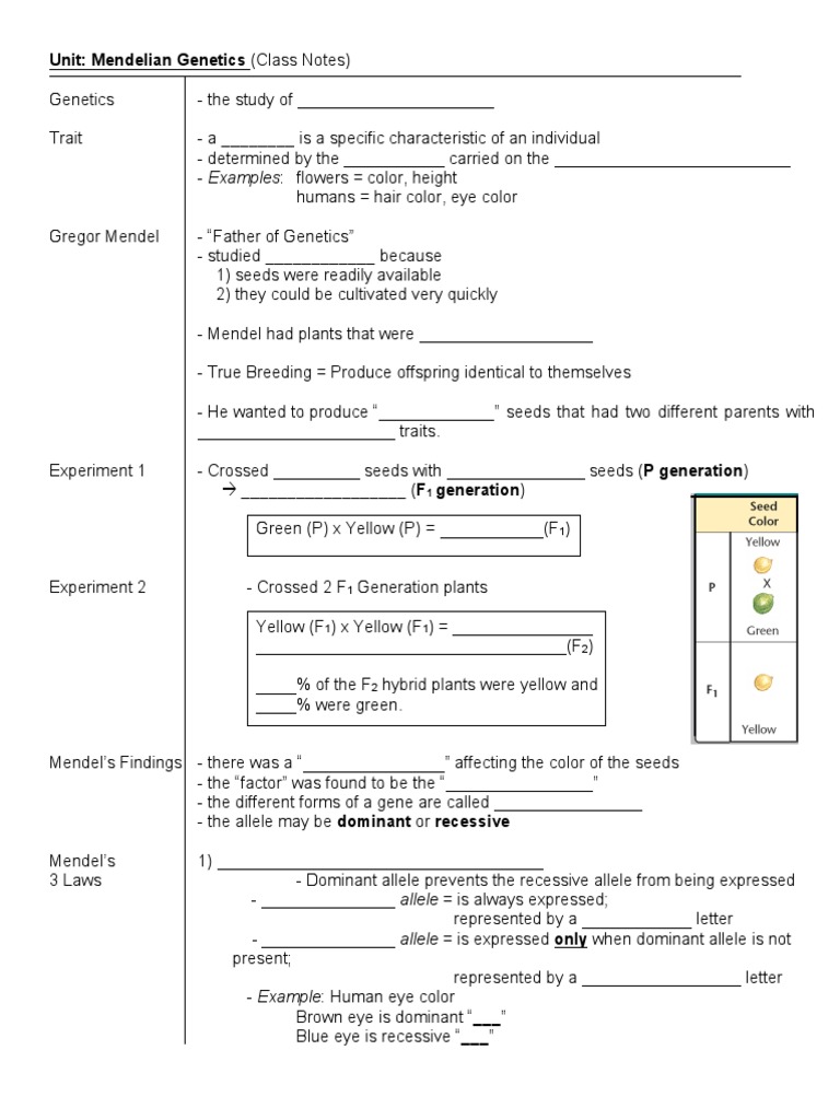 Mendelian Genetics Guided Notes | PDF | Genotype | Dominance (Genetics)