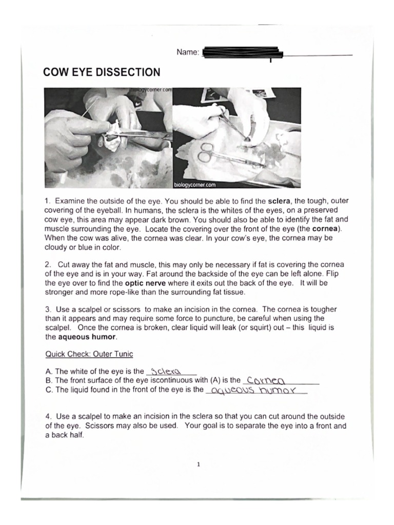 Cow Eye Dissection | PDF