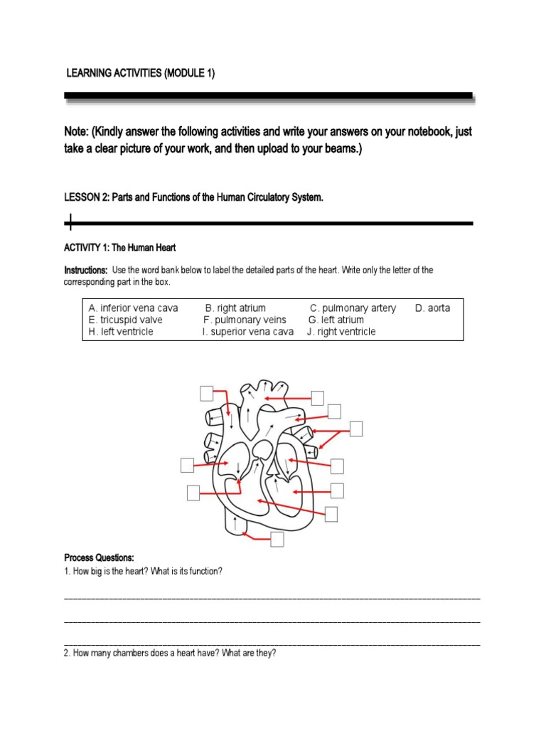 Human Circulatory System Activities | PDF | Heart | Atrium (Heart)