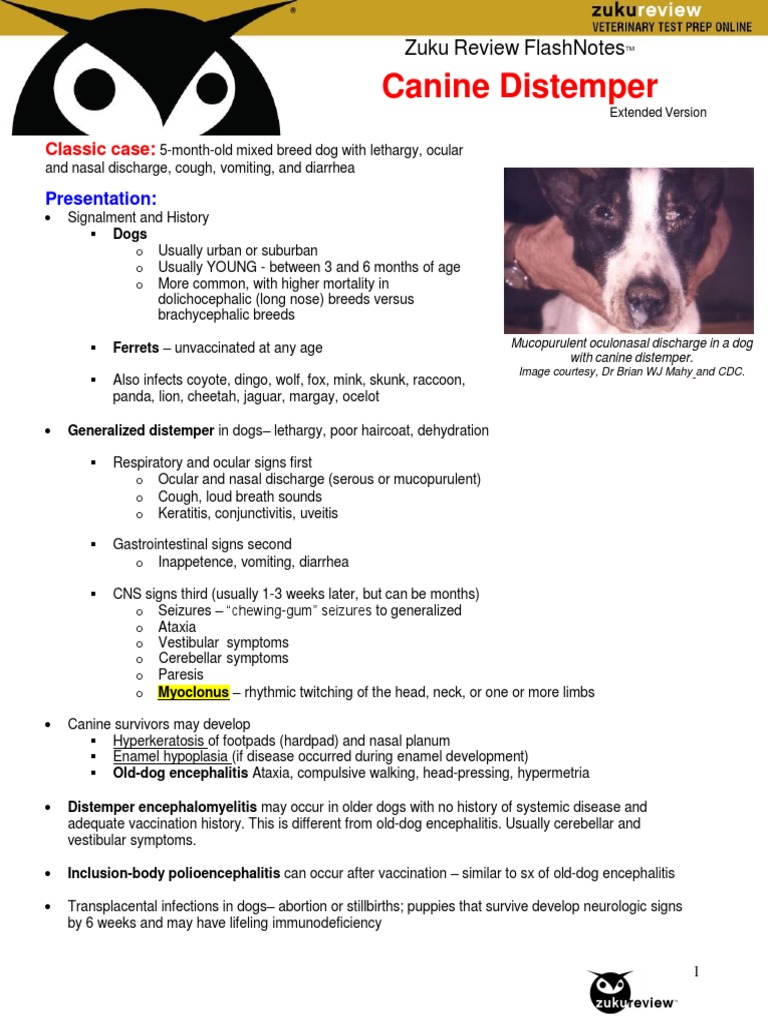 Zuku Visual Flashnotes Distemper Extended | PDF | Veterinary Medicine ...