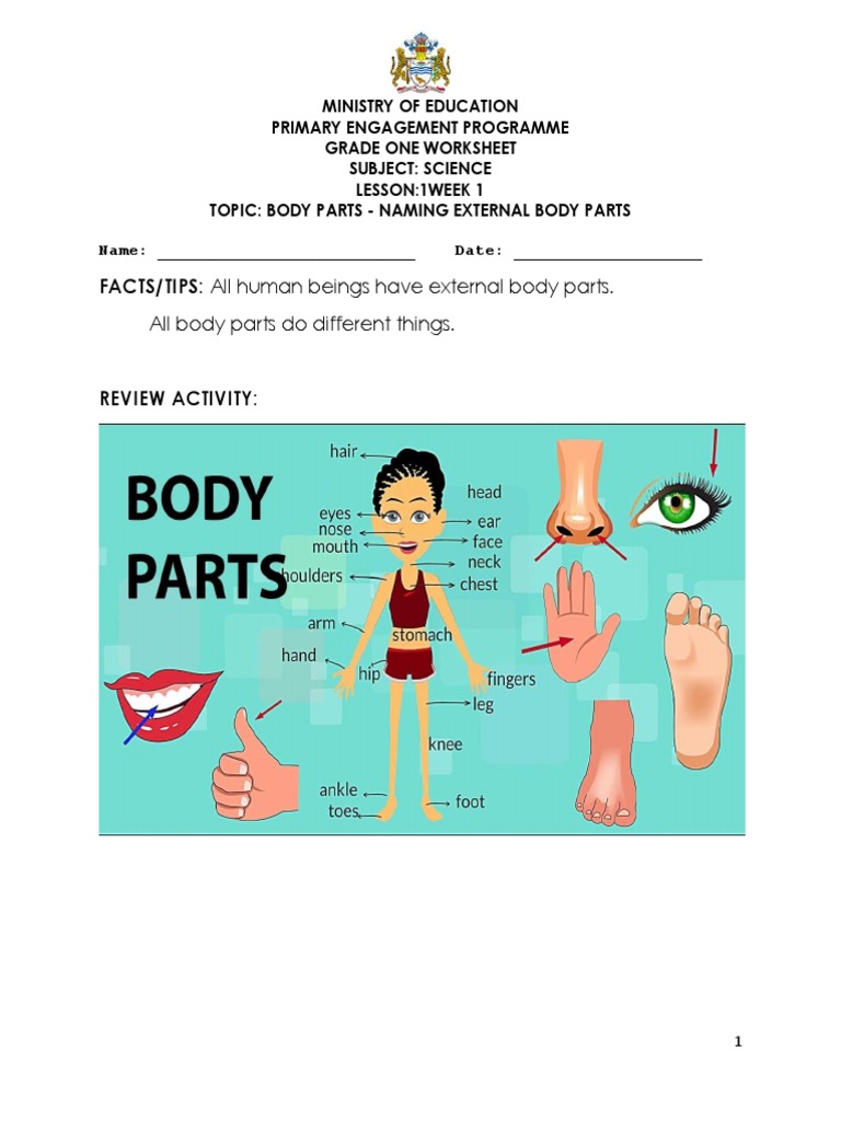 Grade 1 Science Weeks 1-4 Worksheets - Term 1 | PDF | Foods | Hand
