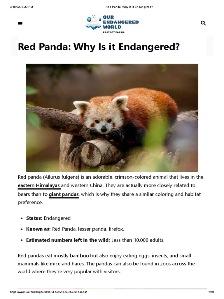 Red Panda - Why Is It Endangered | PDF | Giant Panda | Conservation Biology