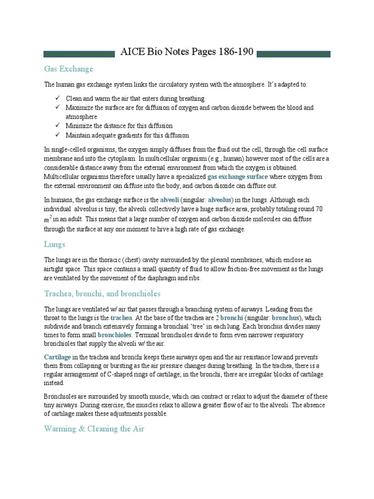 AICE Bio Notes Pages 186-190: Gas Exchange | PDF | Lung | Respiratory Tract