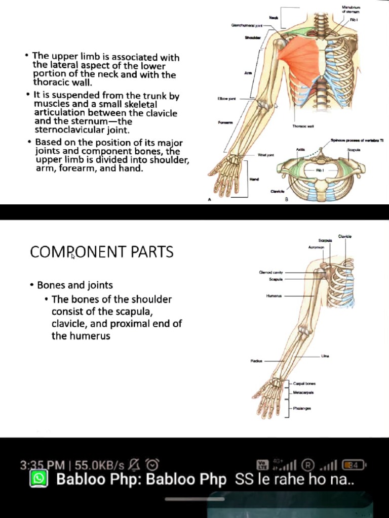Bhang Bhosda Dimag Ka | PDF