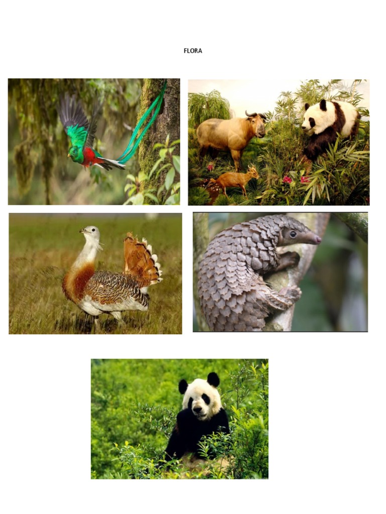 5 Imagenes de Fauna | PDF