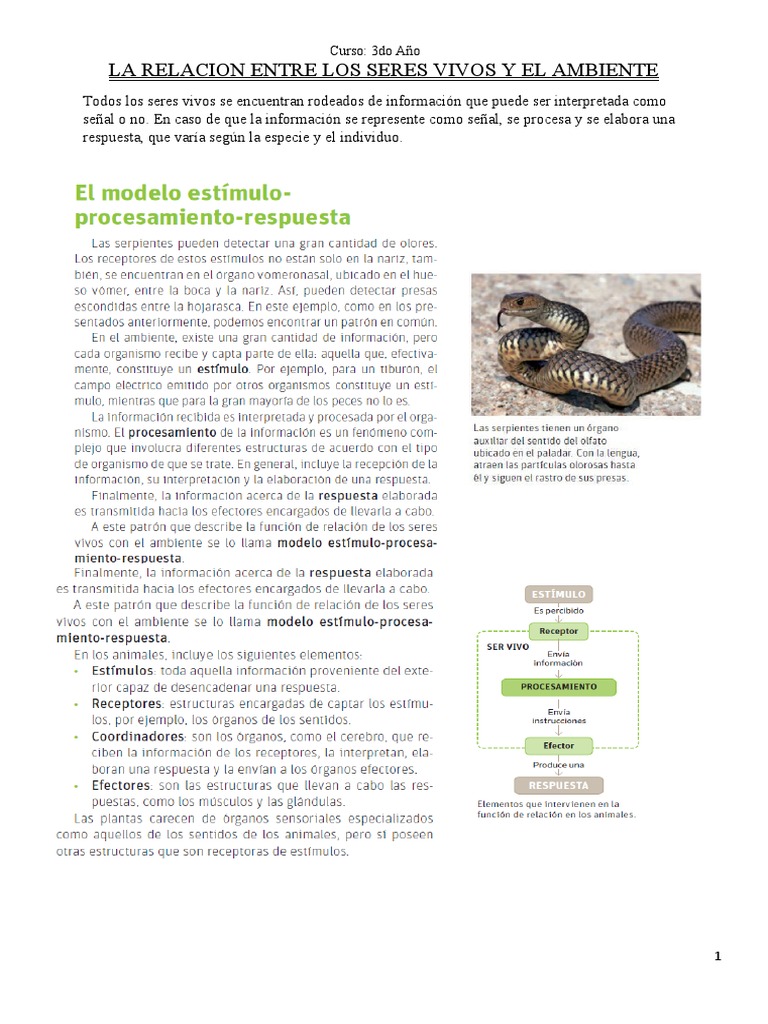 La Relación Entre Los Seres Vivos y El Ambiente | PDF | Percepción ...