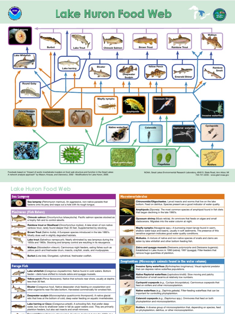 Lake Huron Food Web | PDF | Rainbow Trout | Trout