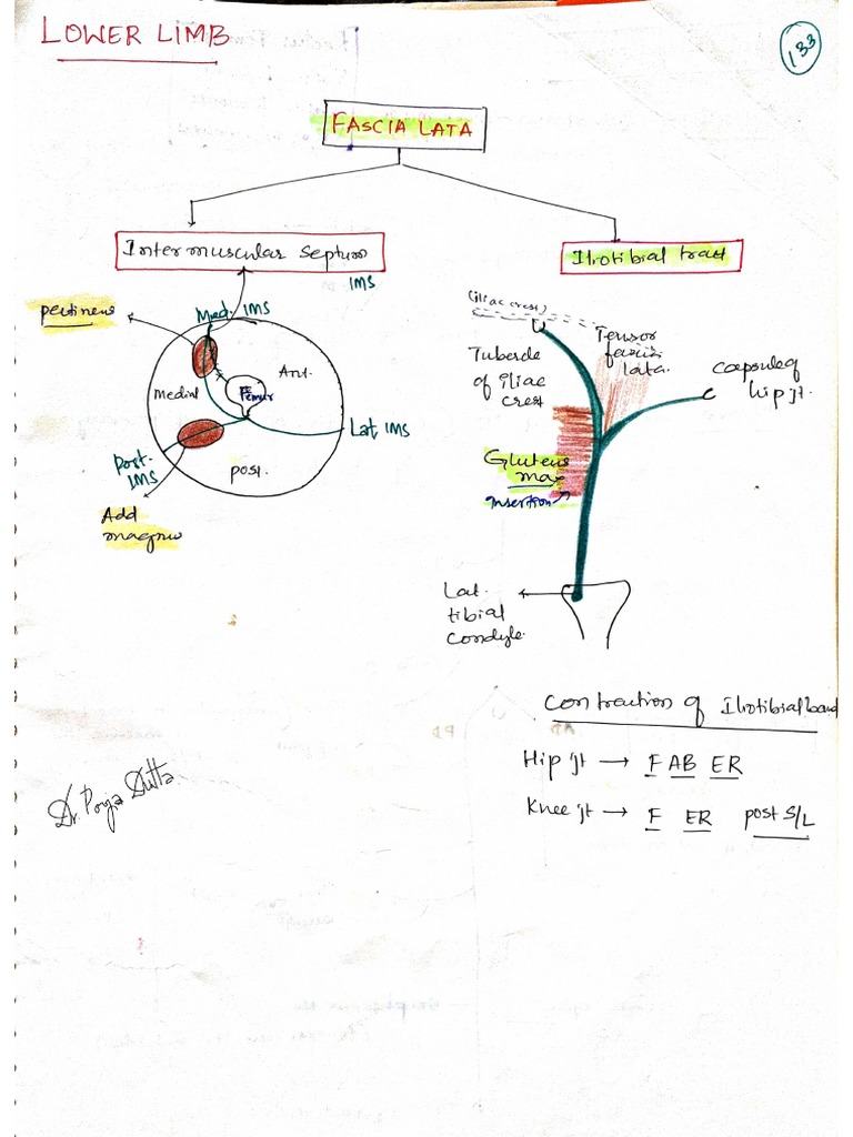 Lower Limb Notes Ashwani Sir Class | PDF