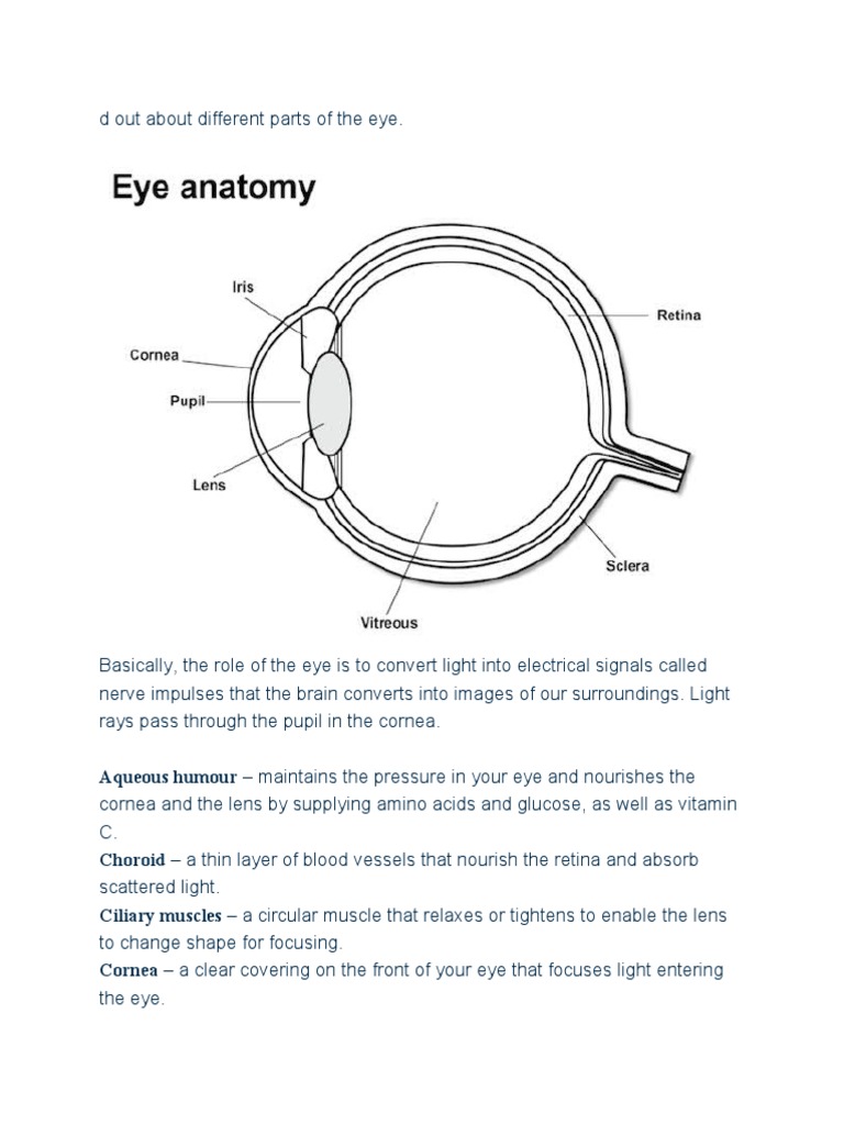 The Anatomy and Functions of the Eye: A Comprehensive Guide to the ...