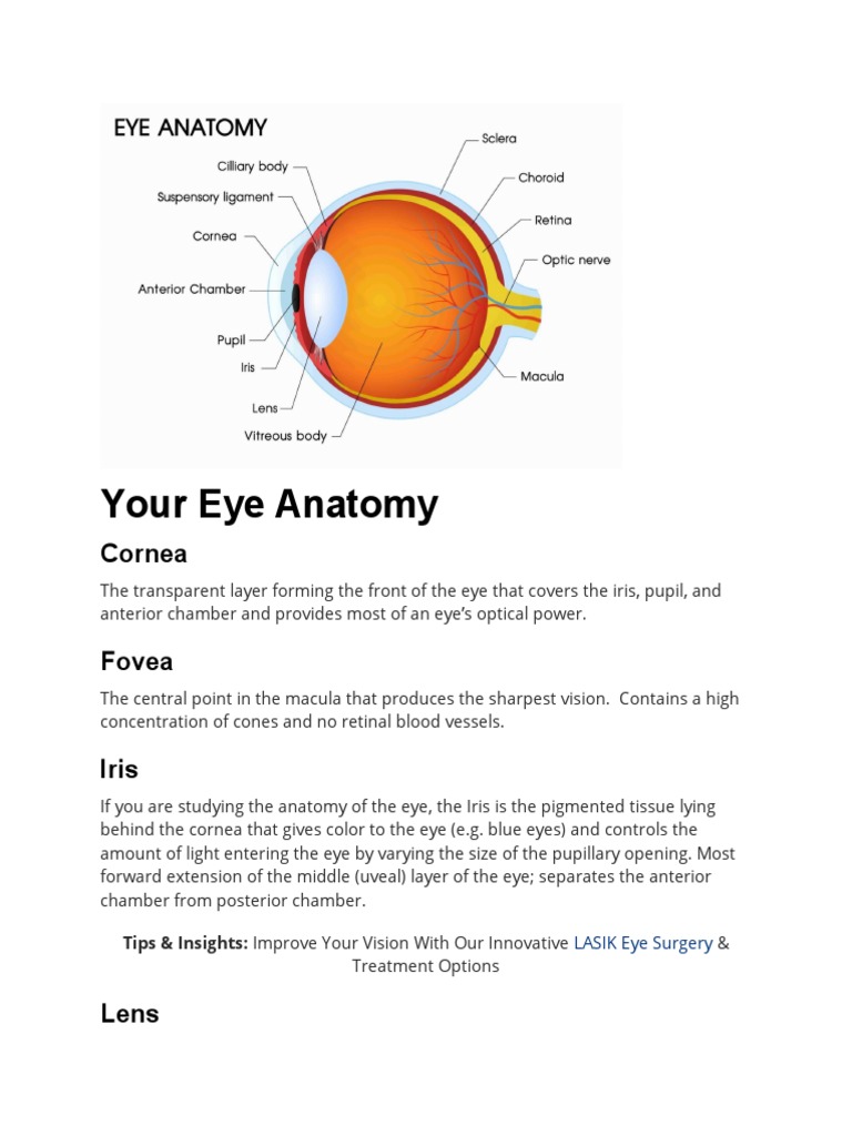 Your Eye Anatomy | PDF | Eye | Retina