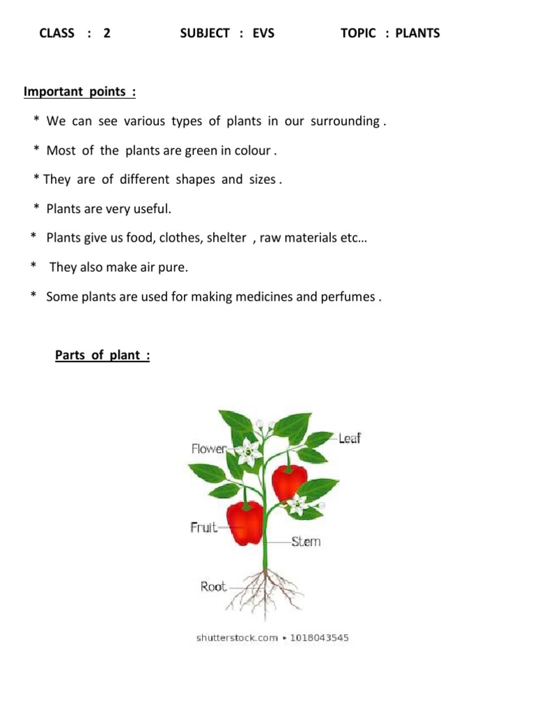 Class: 2 Subject: Evs Topic: Plants | PDF | Plants | Trees
