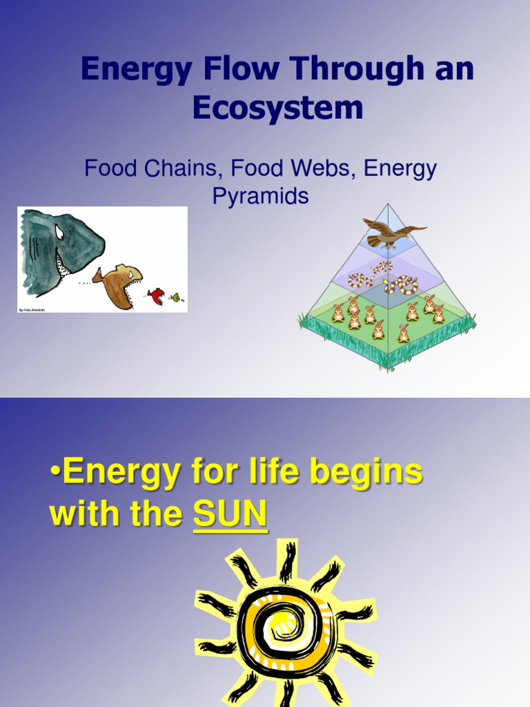 Energy Flow Through An Ecosystem: Food Chains, Food Webs, Energy ...