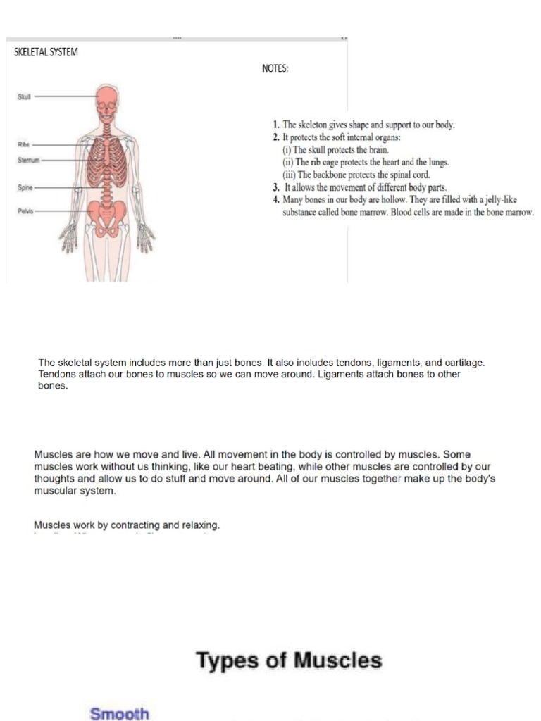 Skeletal System and Muscles Science Primary Checkpoint Notes | PDF