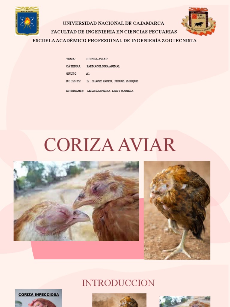 Coriza aviar: causas, síntomas y tratamiento de esta enfermedad infecciosa de las aves | PDF ...