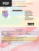 Anatomía de la Arteria Pedia del Pie | PDF | Pie | Dedo del pie