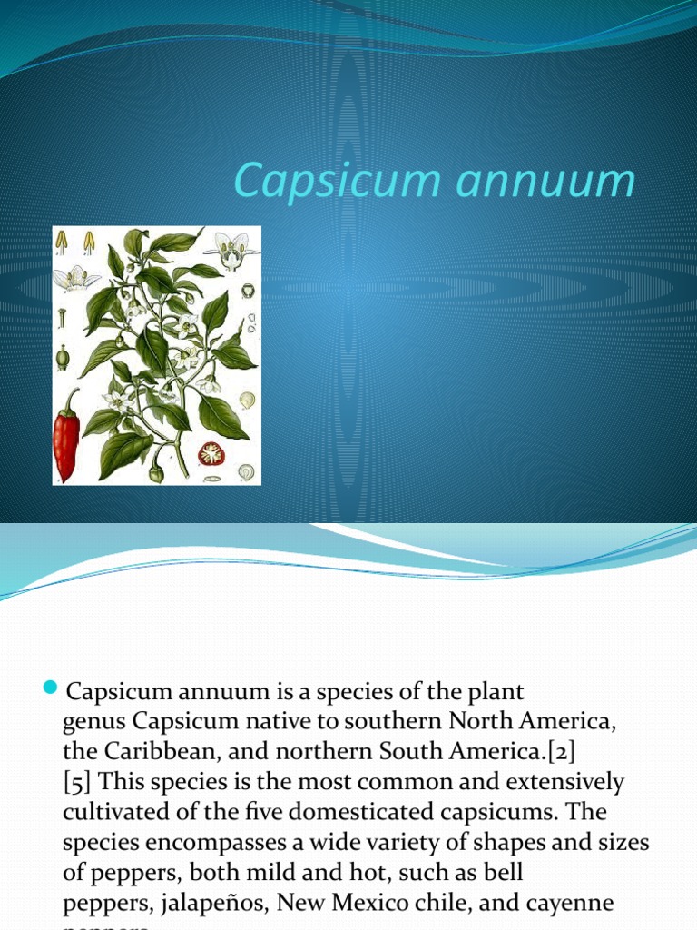 Capsicum Annuum | PDF
