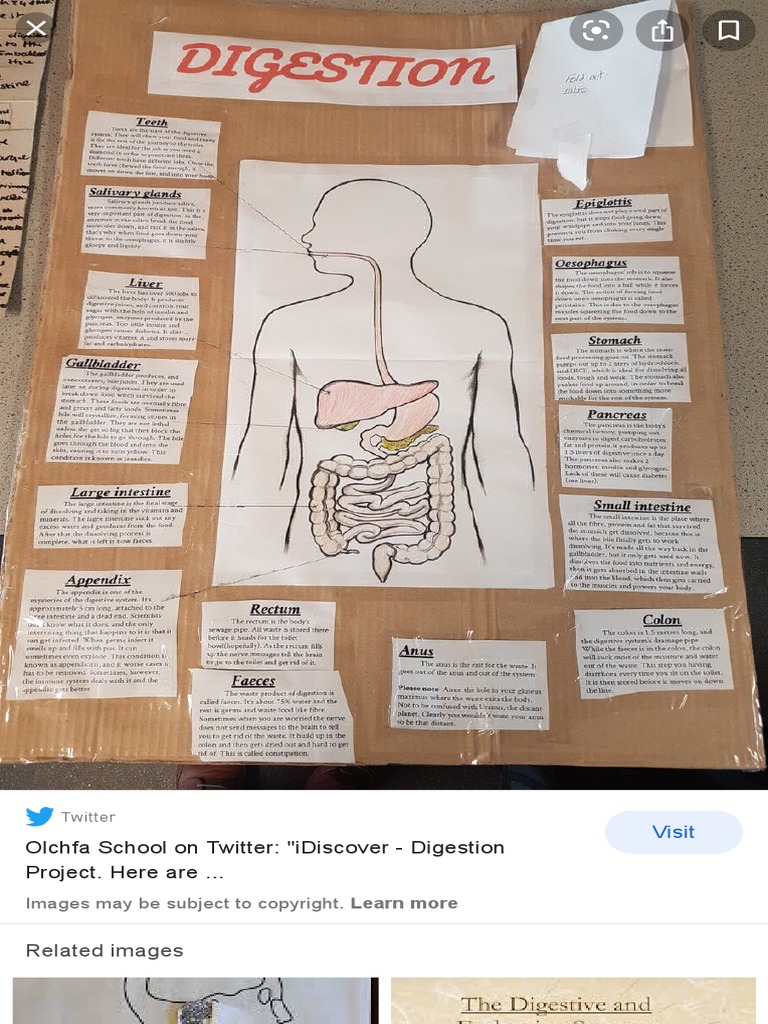 Digestive System Projects - Google Search | PDF