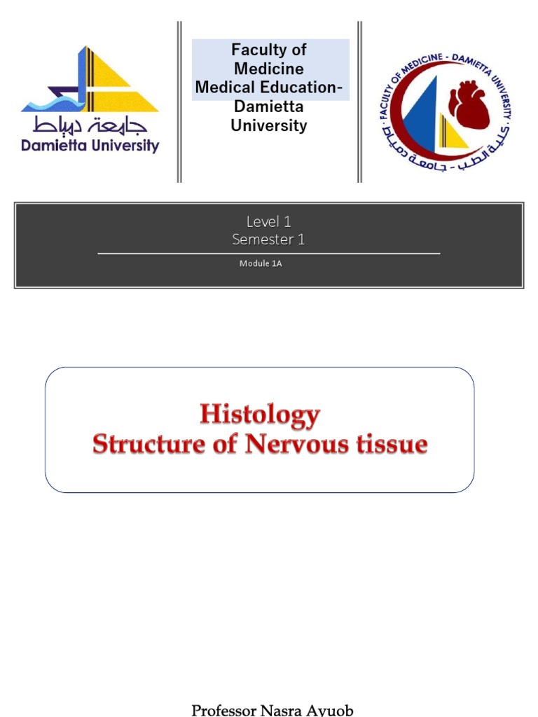 11 - Histology Lecture - Structure of Nervous Tissue | PDF | Axon | Neuron