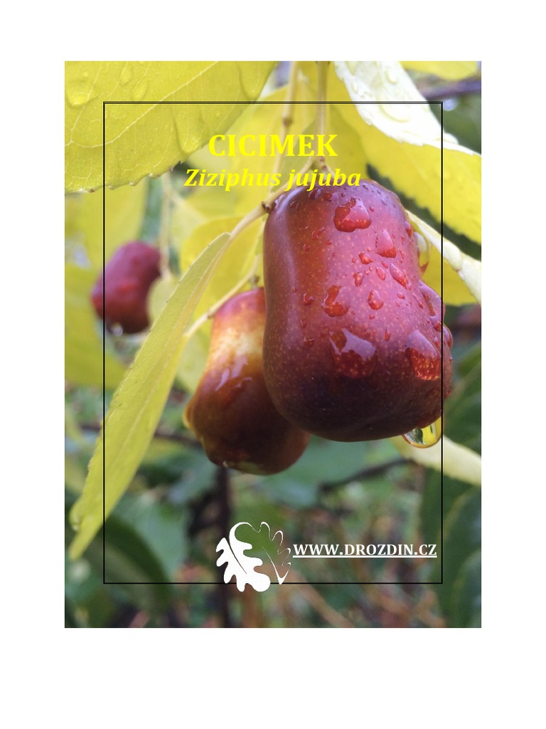 Zizi | PDF