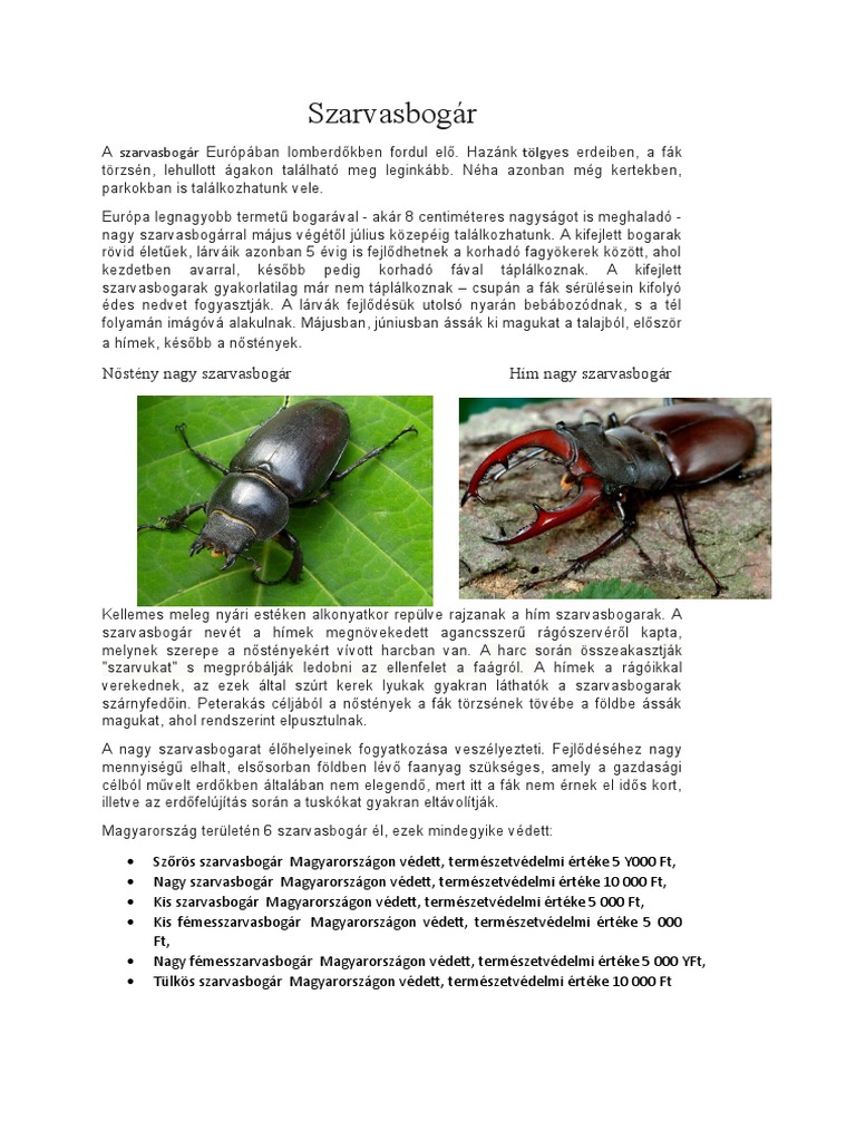 Szarvasbogár | PDF