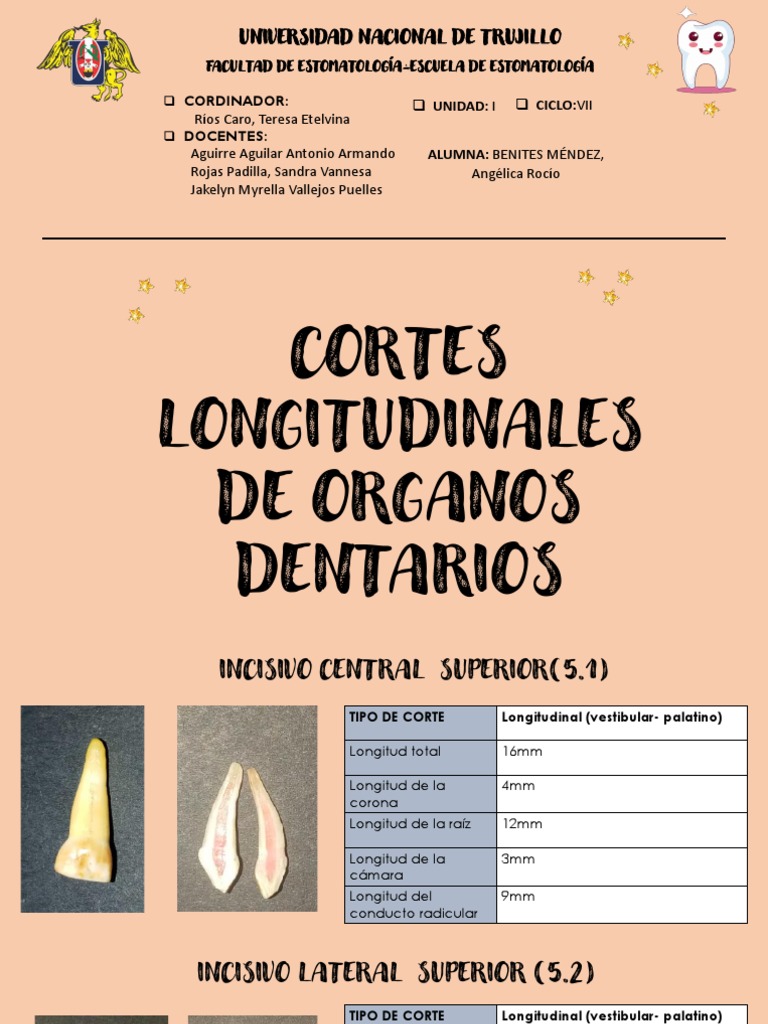 Cortes Longitudinales - Practica 02 | PDF | Anatomia dental | Diente