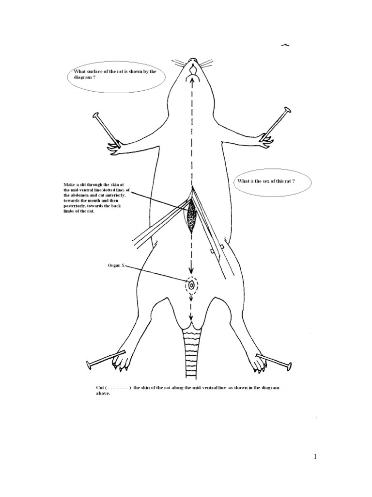 Introduction To Rat Dissection | PDF | Gastrointestinal Tract | Pancreas