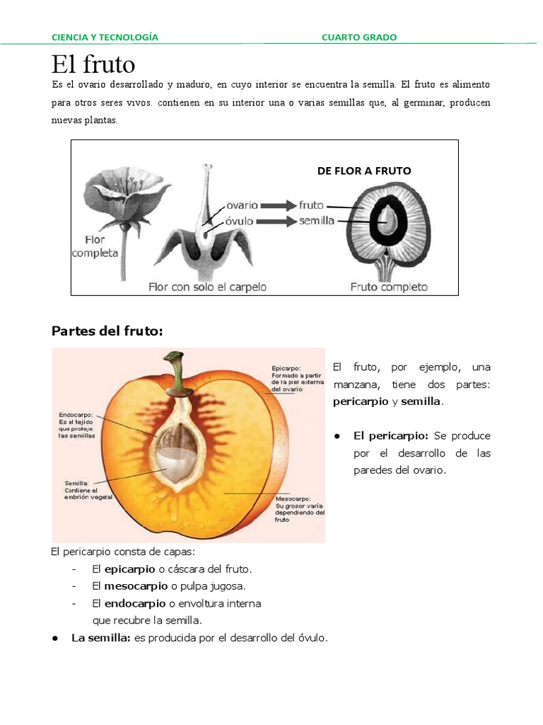 Ficha El Fruto y Sus Partes para Cuarto de Primaria | PDF