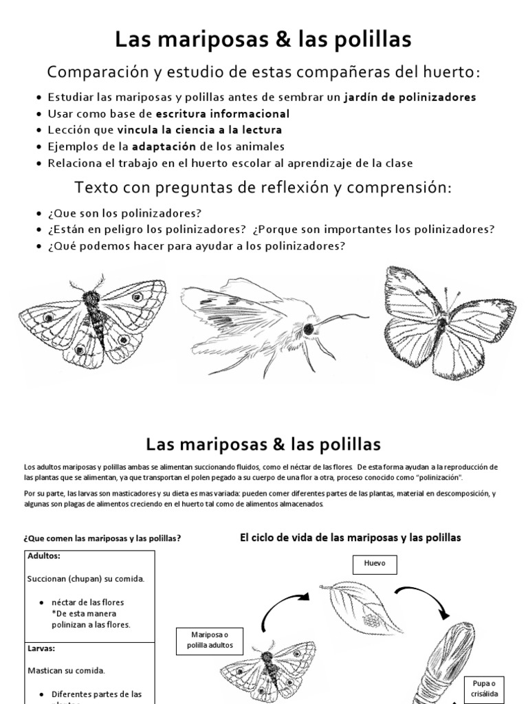 Las Mariposas & Las Polillas: Comparación y Estudio de Estas Compañeras ...