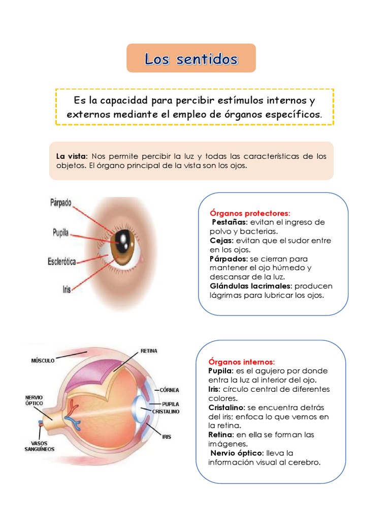 Ficha de La Vista y El Oido | PDF | Percepción visual | Oído