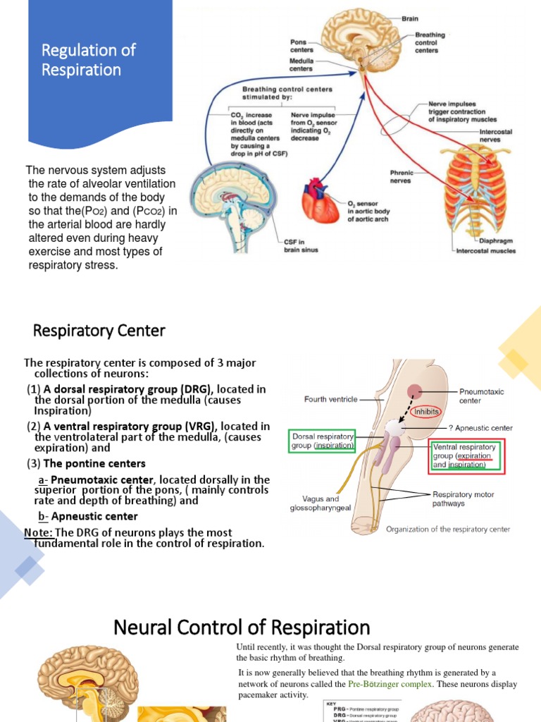 Regulation of Respiration C | PDF | Anatomy | Brain