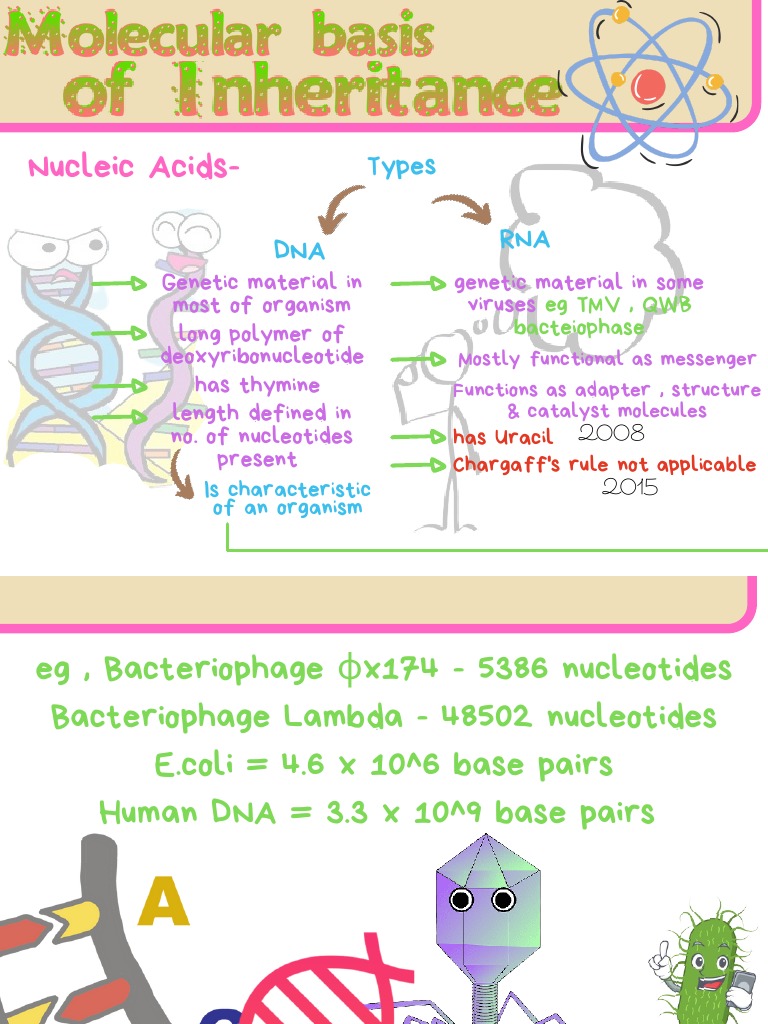 Molecular Basis of Inheritance Half | PDF | Nucleotides | Dna