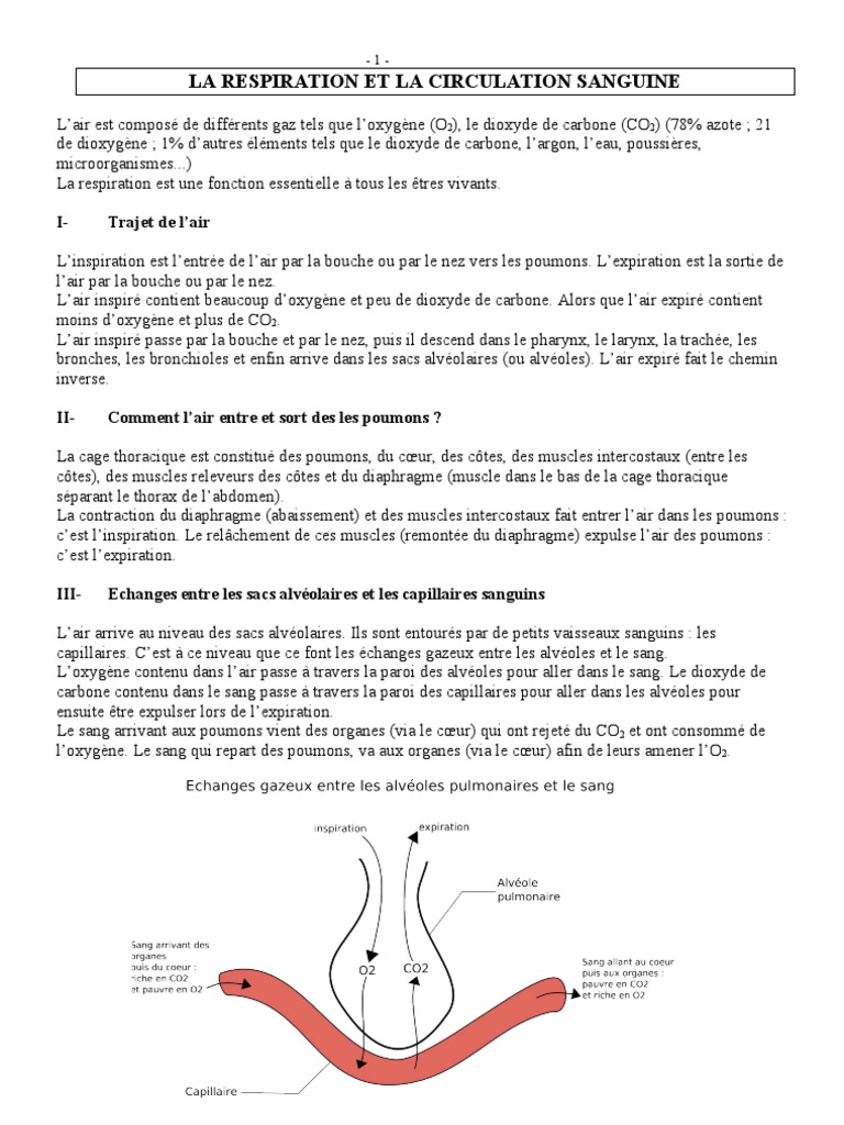 Cours - Respiration Et Circulation Sanguine | Sang | Cœur