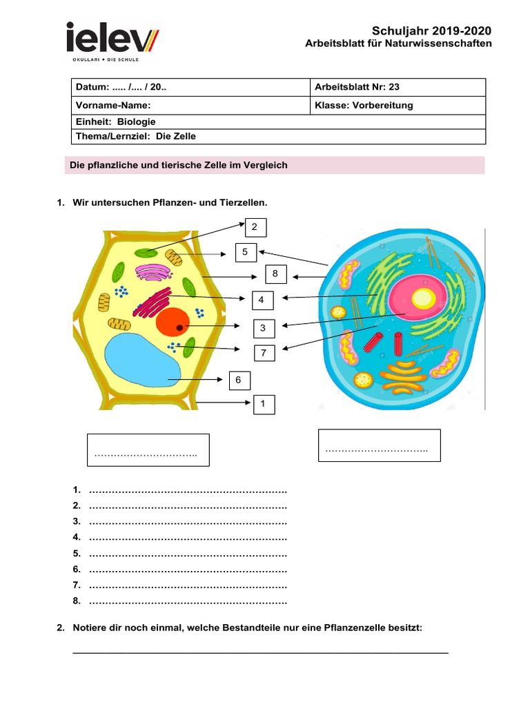 23 AB (Tierische Und Pflanzliche Zelle) | PDF
