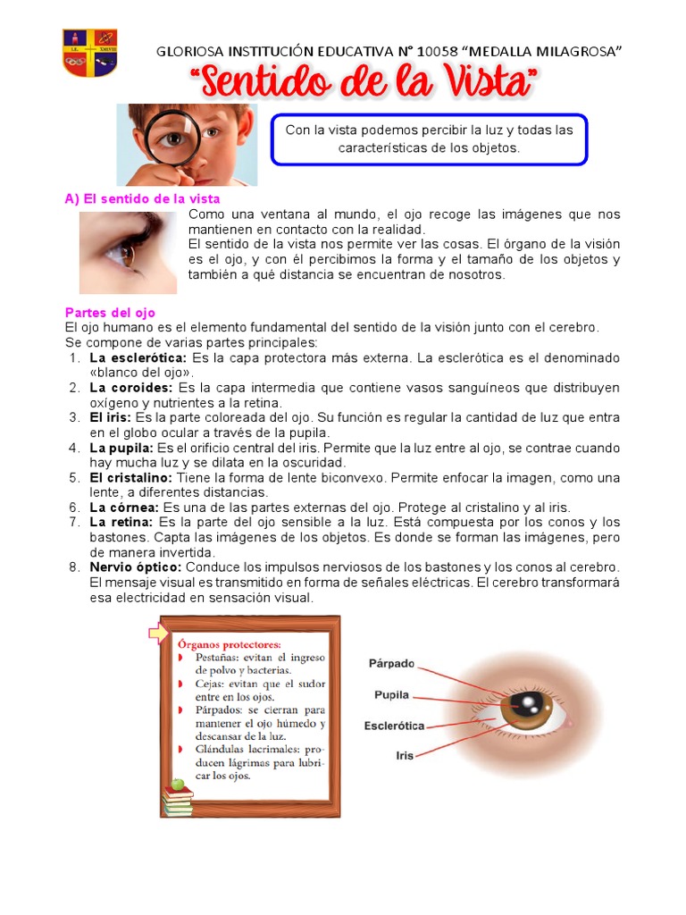 Ciencia y Tecnología - Sentido de La Vista | PDF | Ojo humano ...