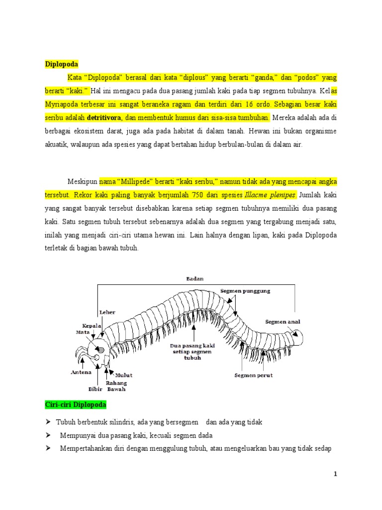 Diplopoda | PDF