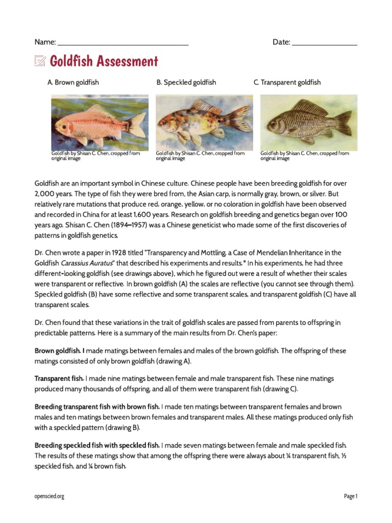 Goldfish Assessment | PDF | Genetics