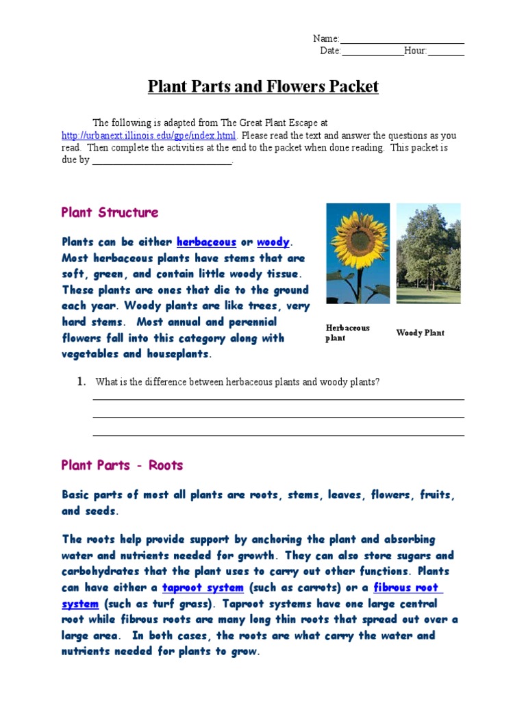 Plant Parts & Functions Guide | PDF | Leaf | Flowers